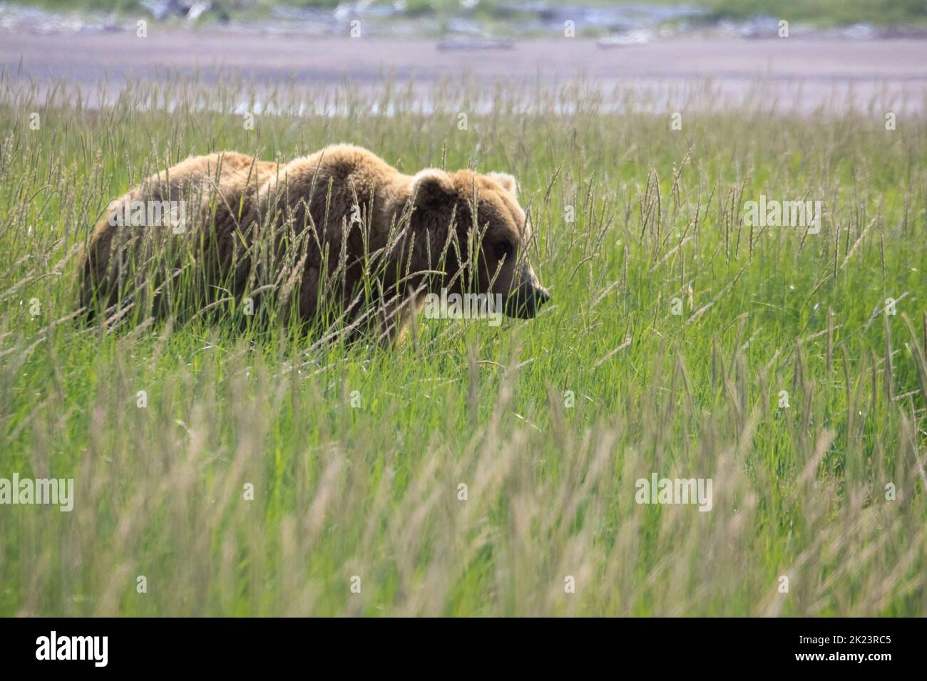 Grizzly bear aka Brown Bear (Ursus arctos) Posing in Remote Katmai ...