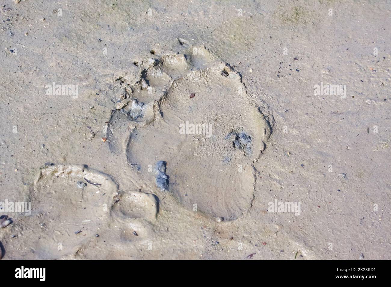 footprint of a Grizzly bear aka Brown Bear (Ursus arctos) Posing in ...