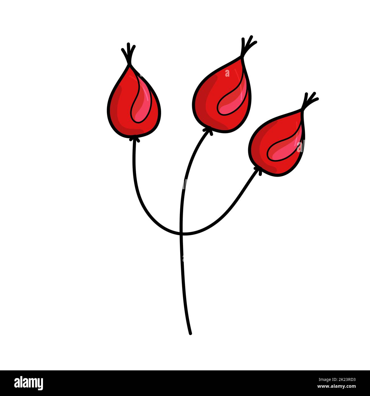 Rose hips isolated on white background. Vector hand-drawn illustration ...