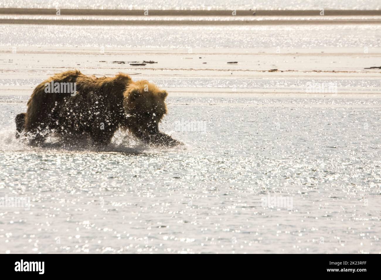 juvenile Grizzly bear aka Brown Bear (Ursus arctos) splashes in water ...
