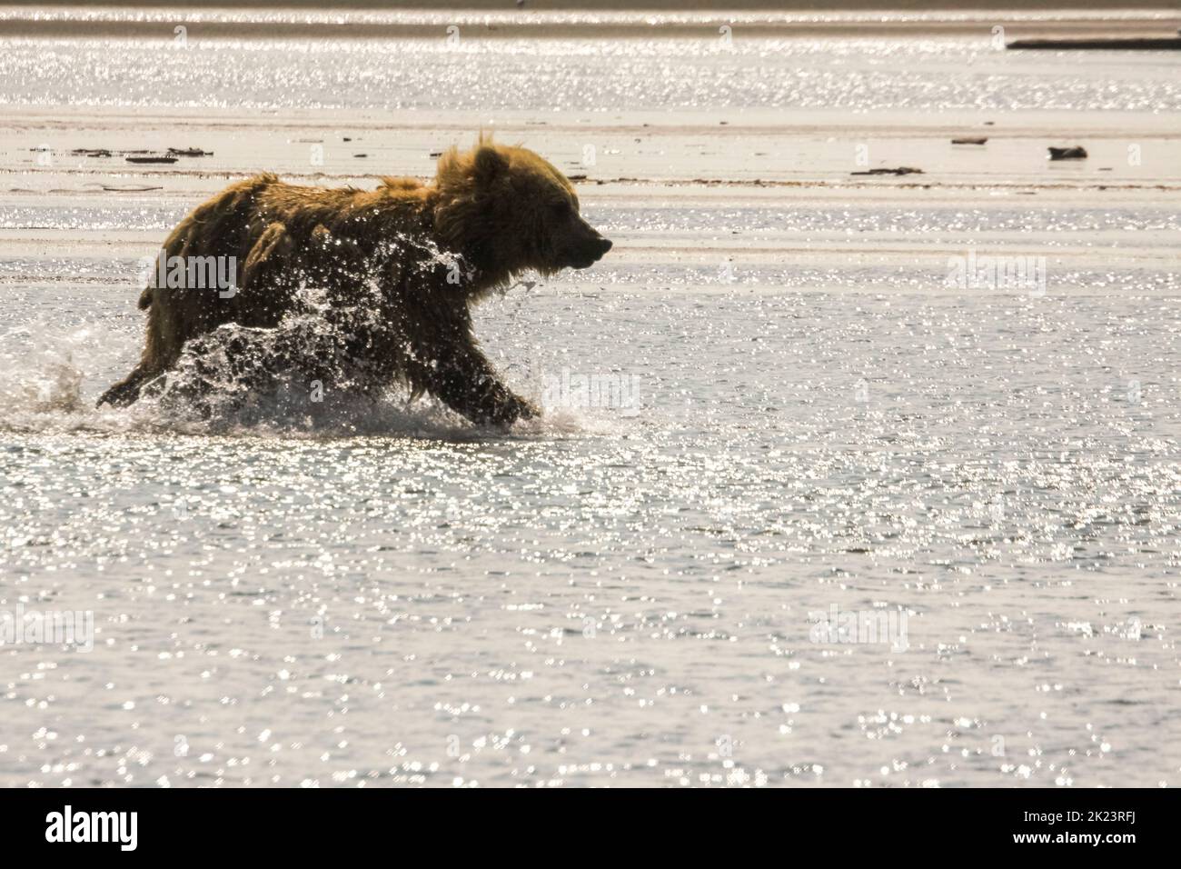 juvenile Grizzly bear aka Brown Bear (Ursus arctos) splashes in water ...