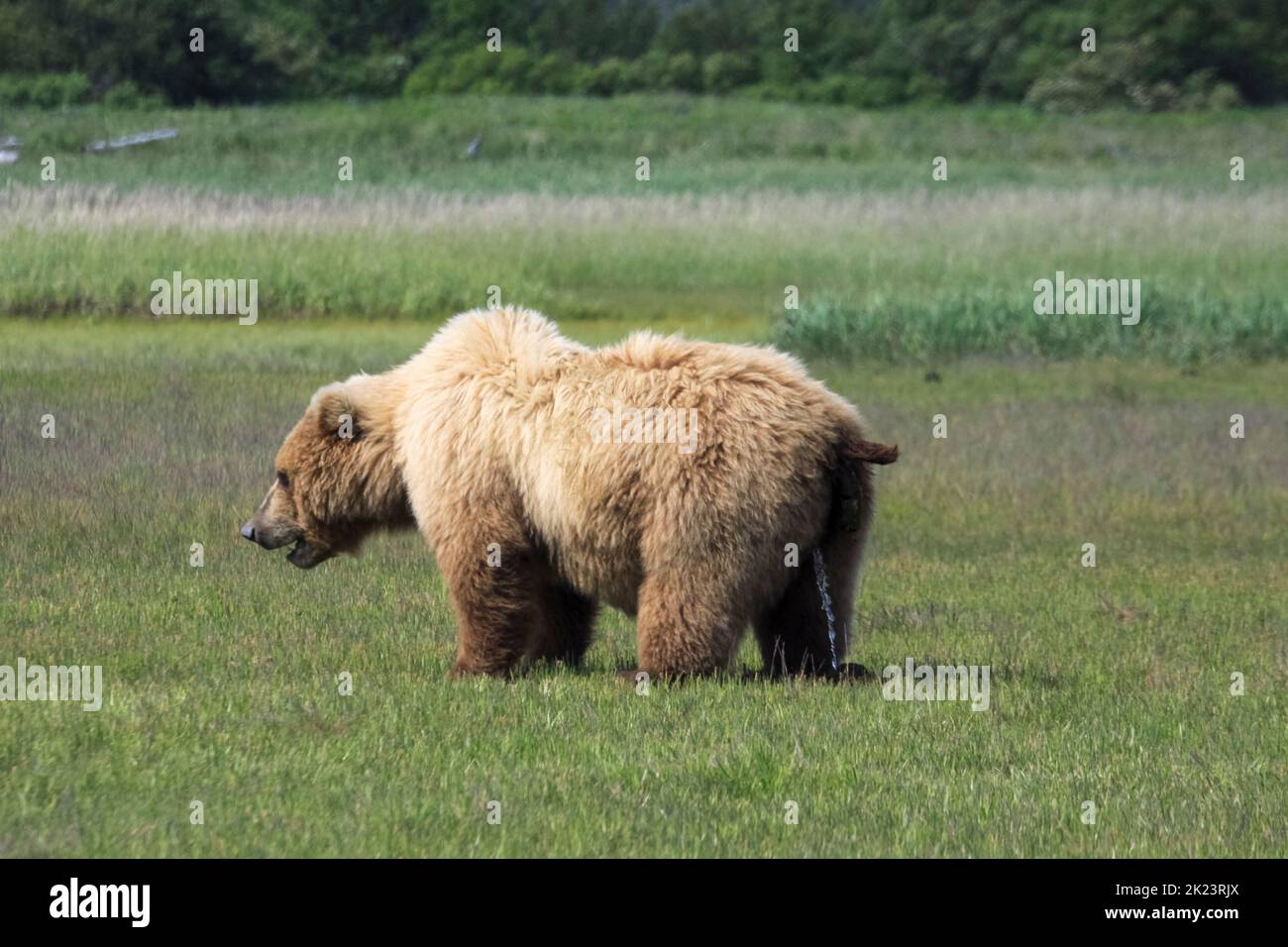 Urinating Grizzly bear aka Brown Bear (Ursus arctos) Posing in Remote ...