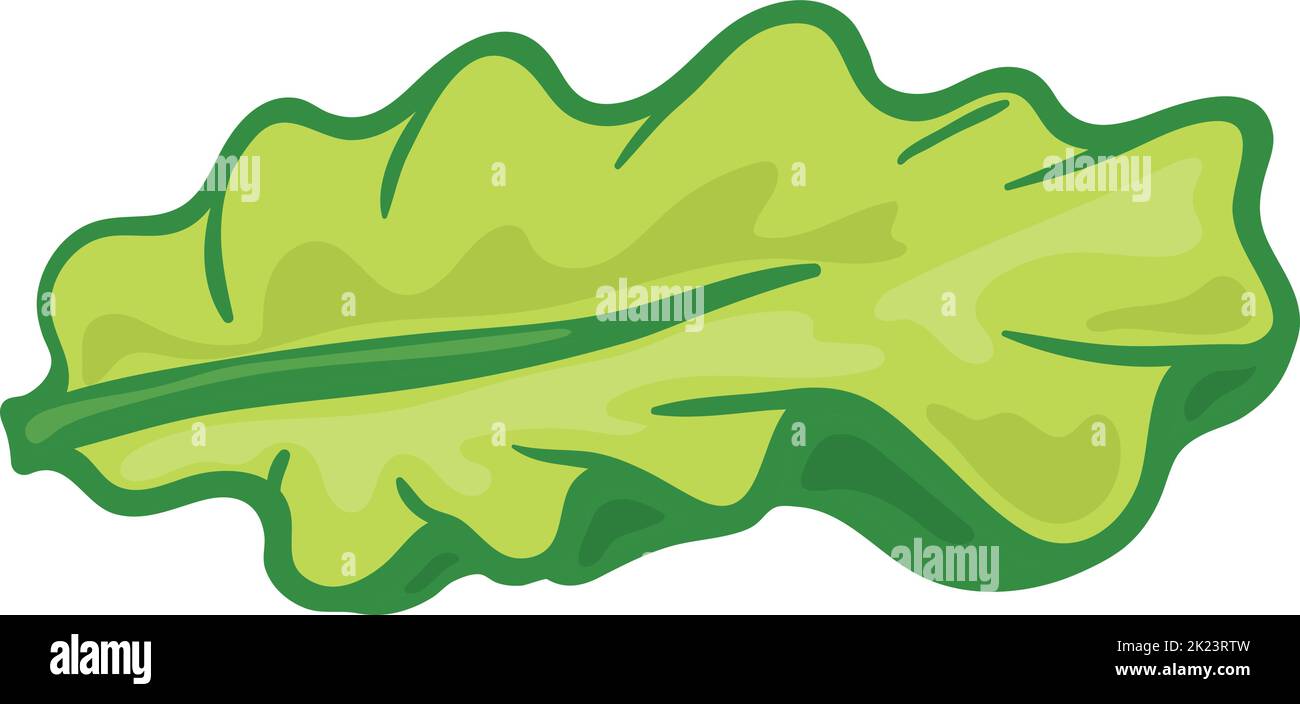 Kitchen leaf lettuce Stock Vector Images - Alamy