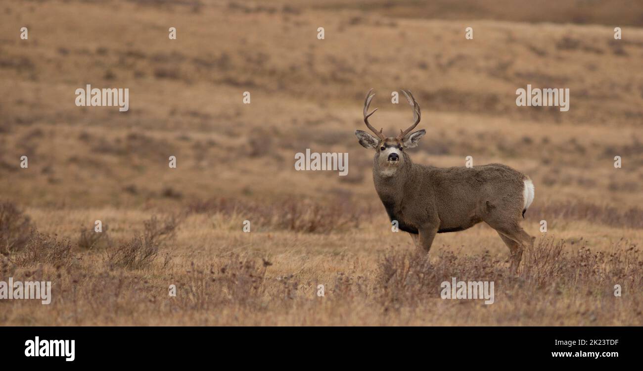Mule deer buck in Montana with a neck swollen during the rut Stock ...