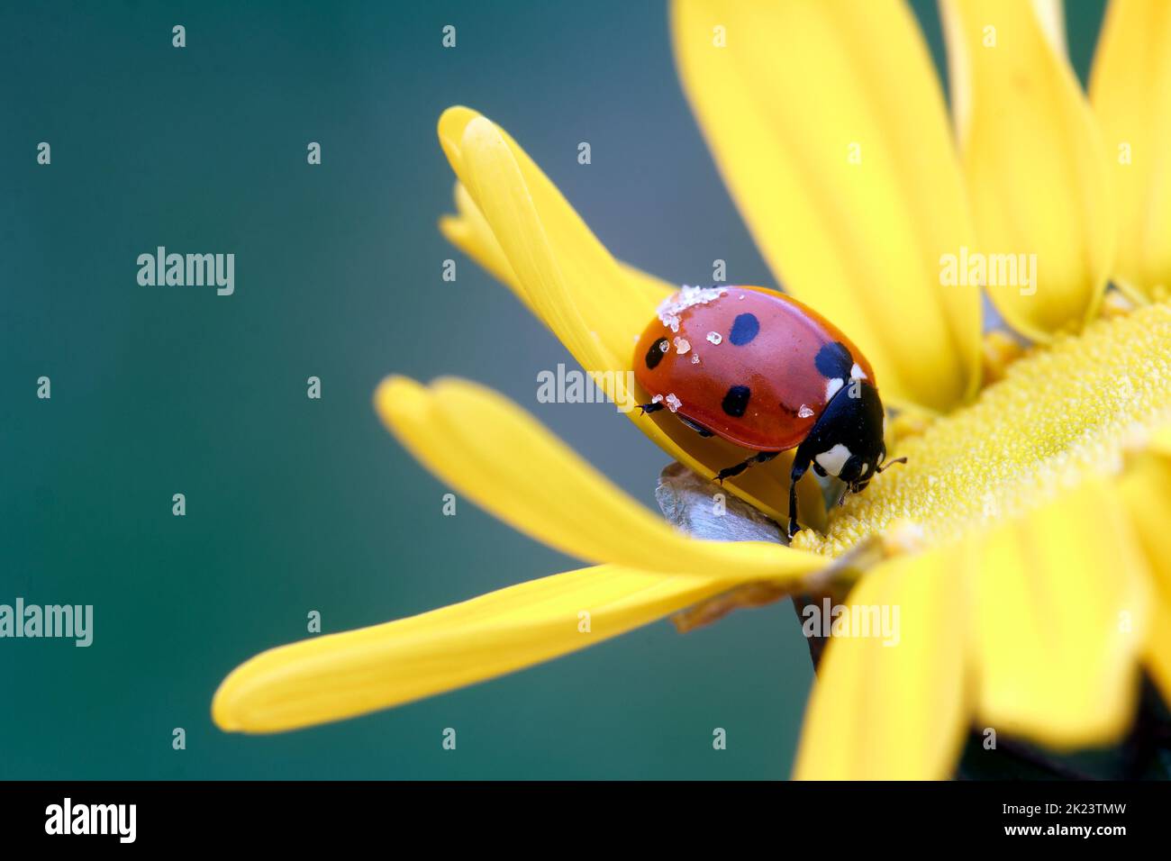 Miraculousladybug hi-res stock photography and images - Alamy