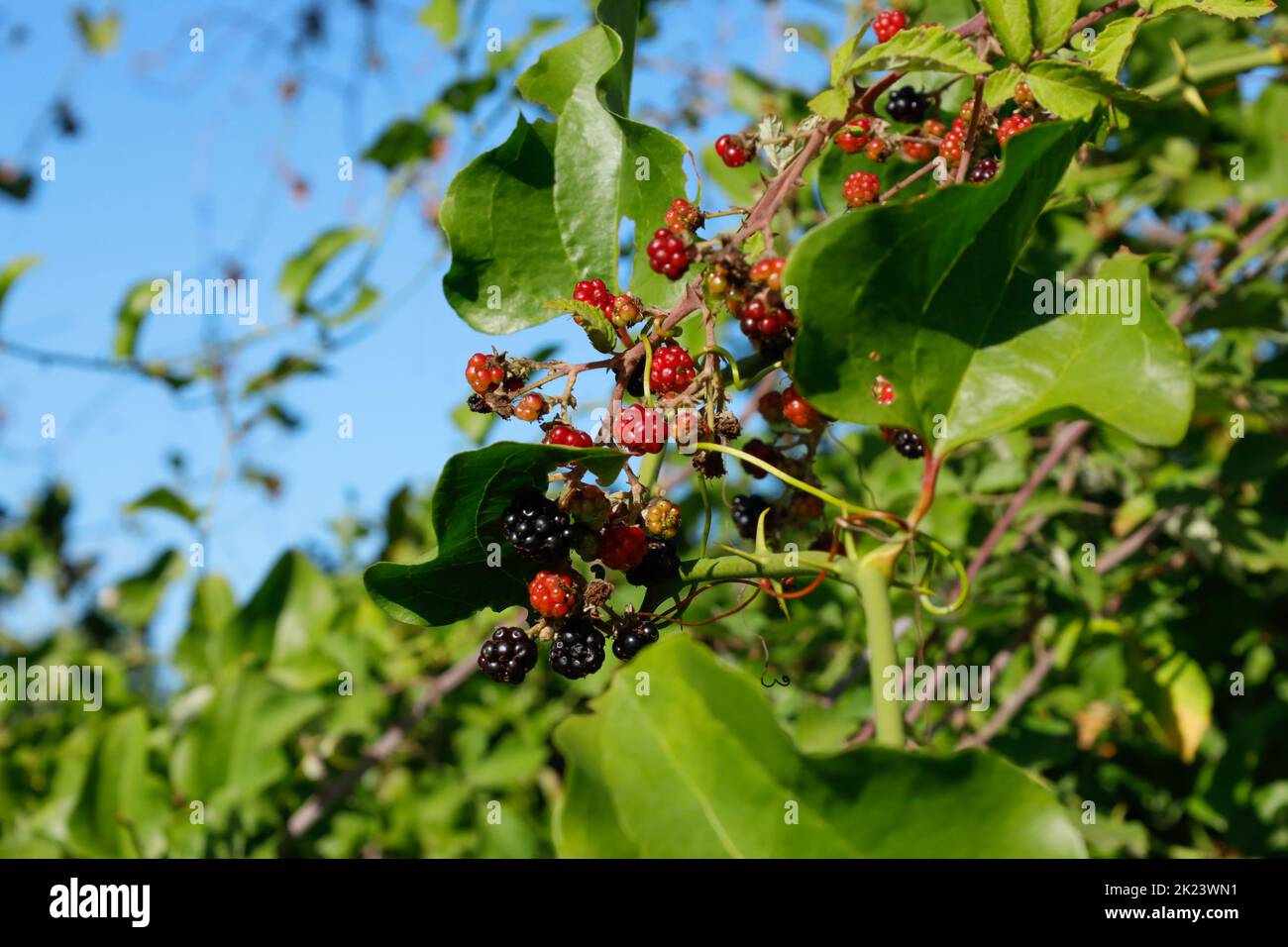 Blooming mulberry tree. Black and red mulberries on the branch of tree ...