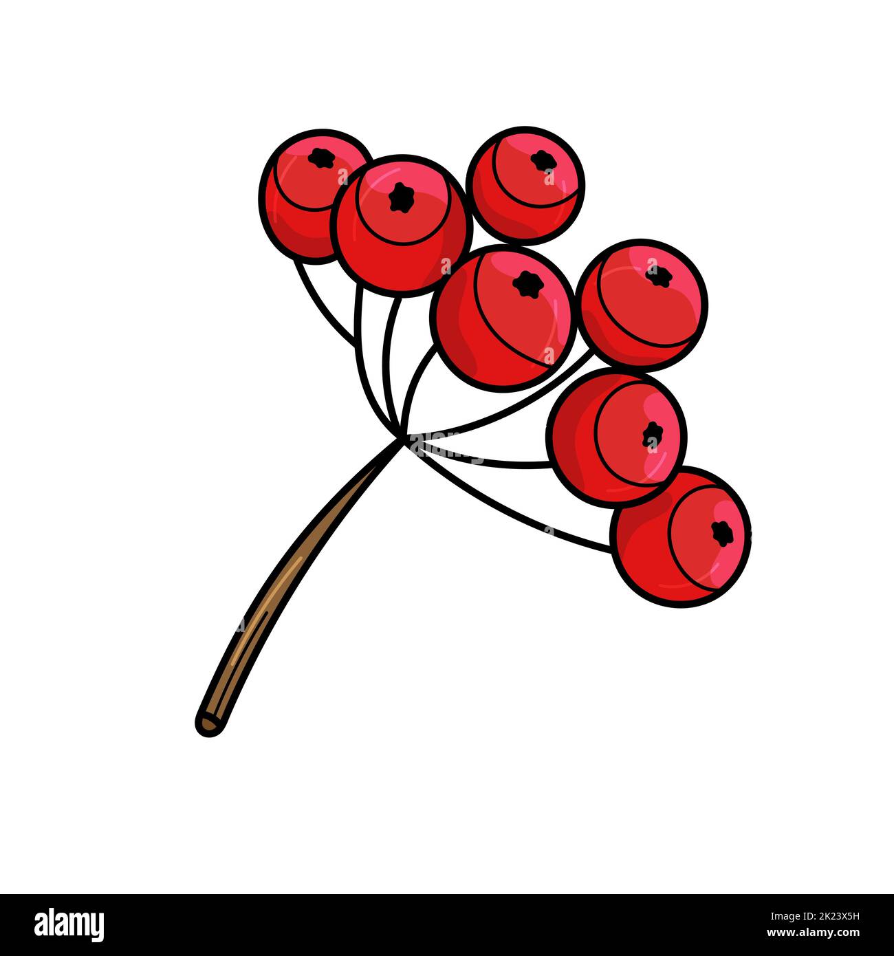 Rowan tree branch with berries. Vector illustration isolated on white ...
