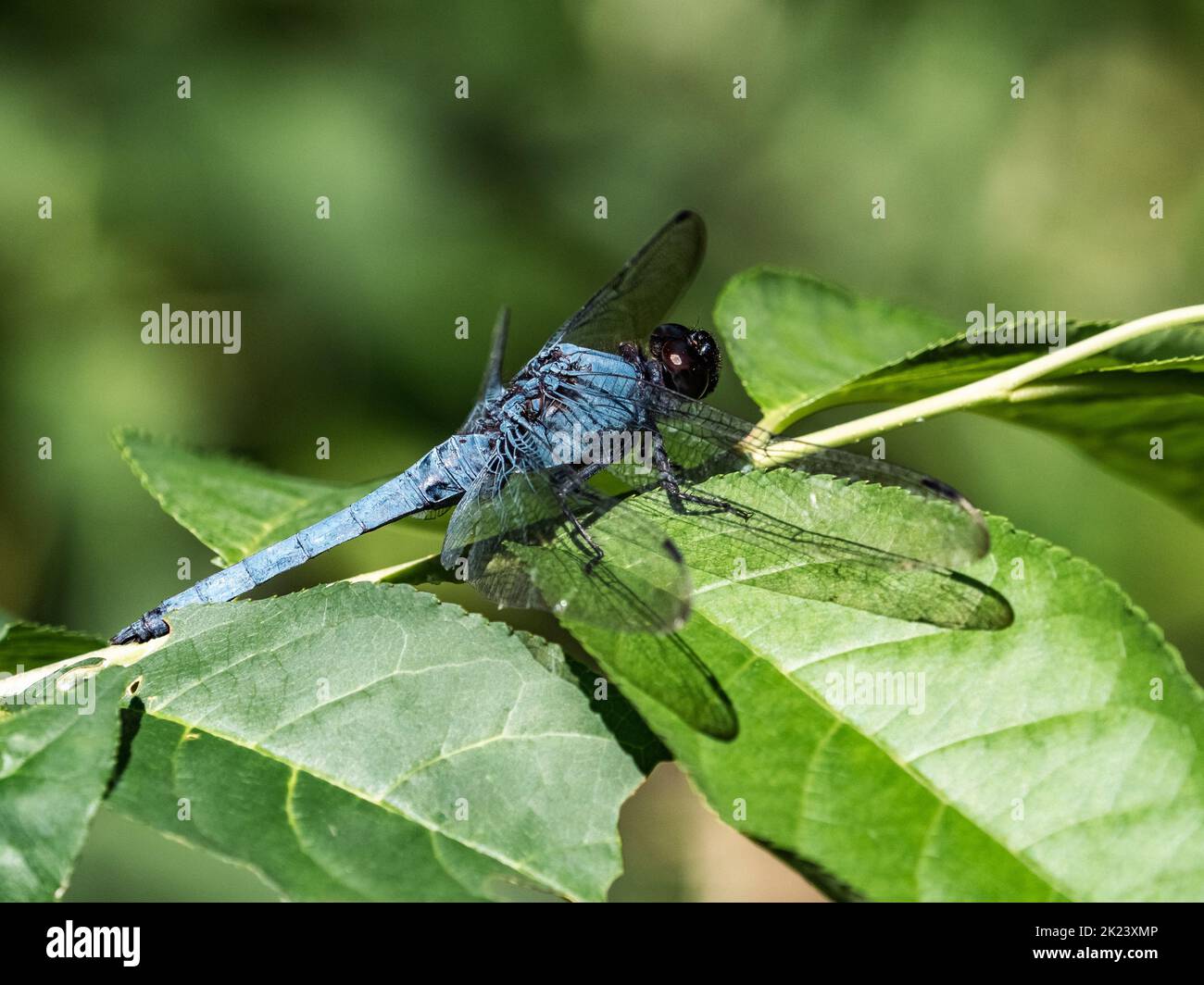 A great blue skimmer, Orthetrum melania, perches on leaves beside a ...