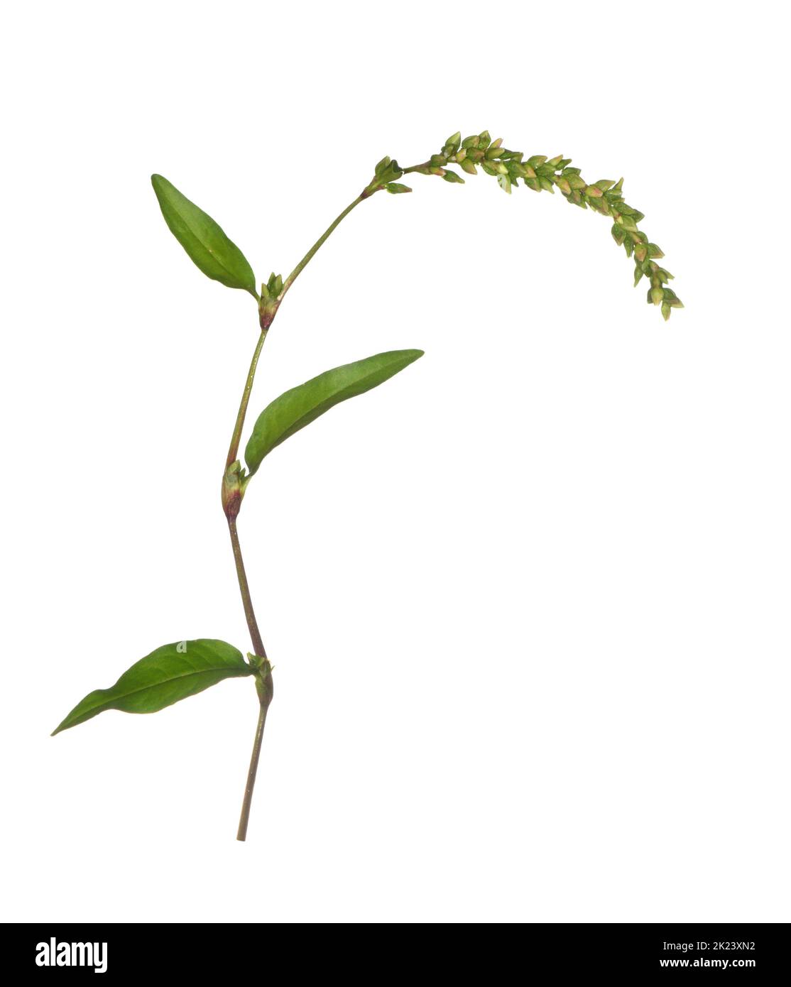 Water-pepper - Persicaria hydropiper Stock Photo - Alamy