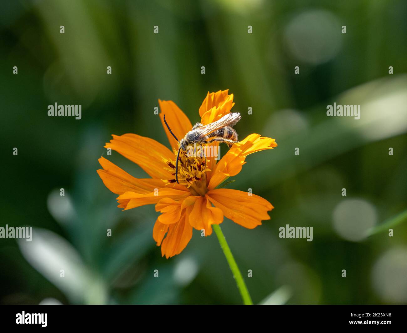 Campsomeriella annulata hi-res stock photography and images - Alamy