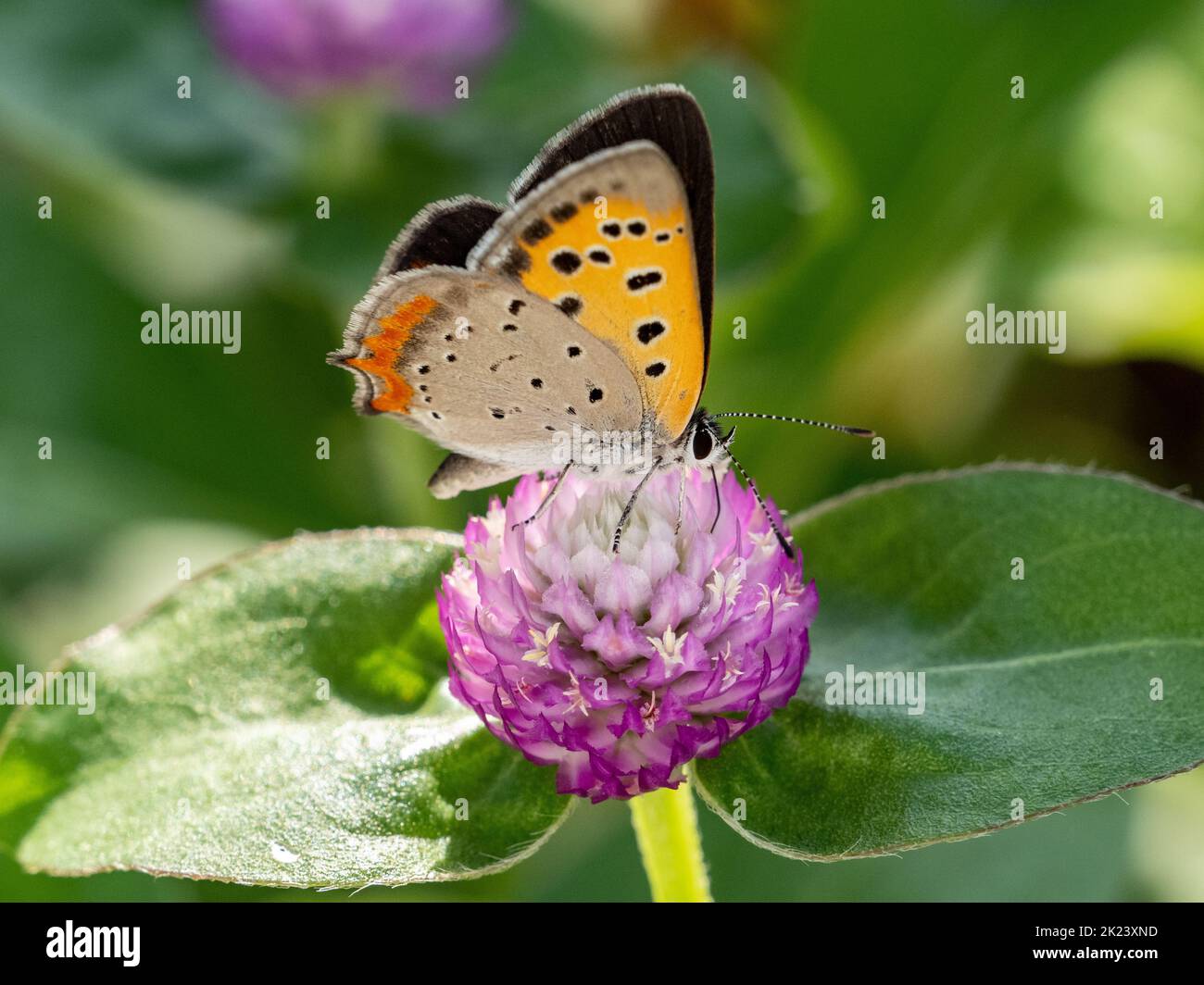 Japanese Copper butterfly, Lycaena phlaeas daimio, feeding from a ...
