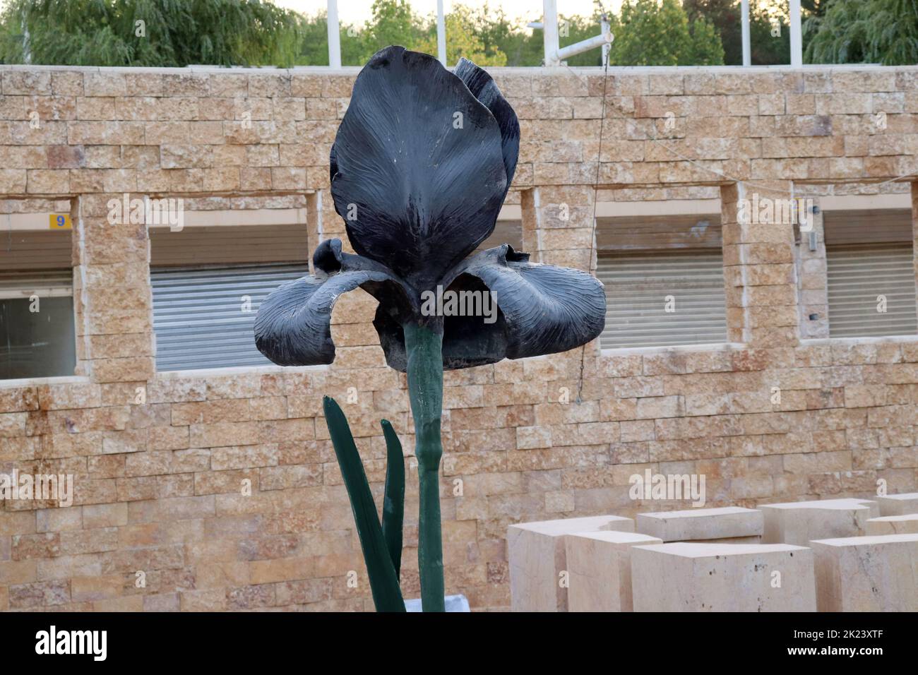Amman, Jordan : black iris in AlHussein Public Parks Stock Photo - Alamy