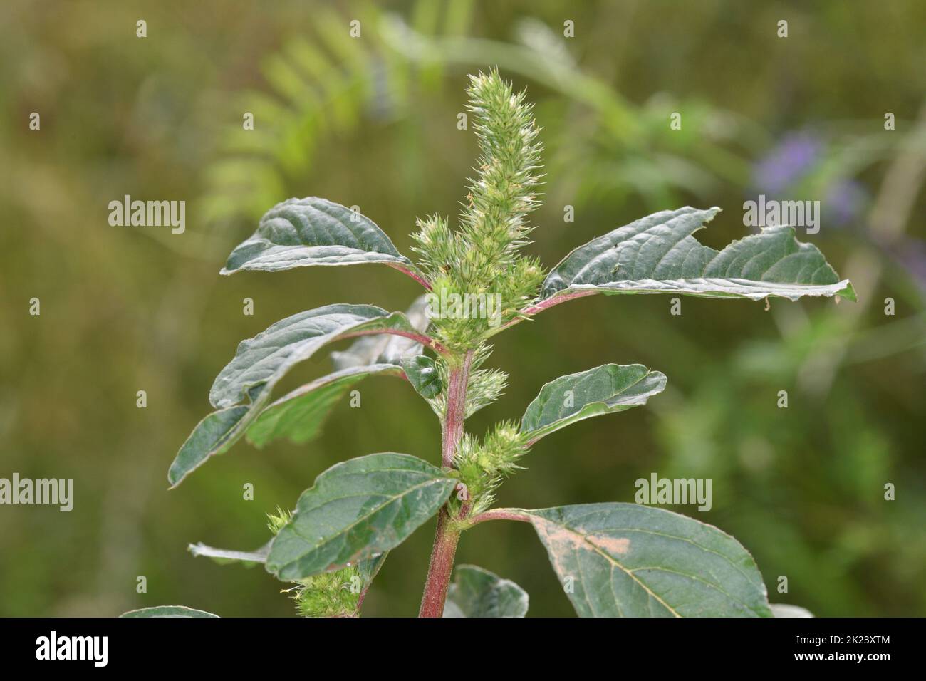 Common Amaranth - Amaranthus retroflexus Stock Photo - Alamy