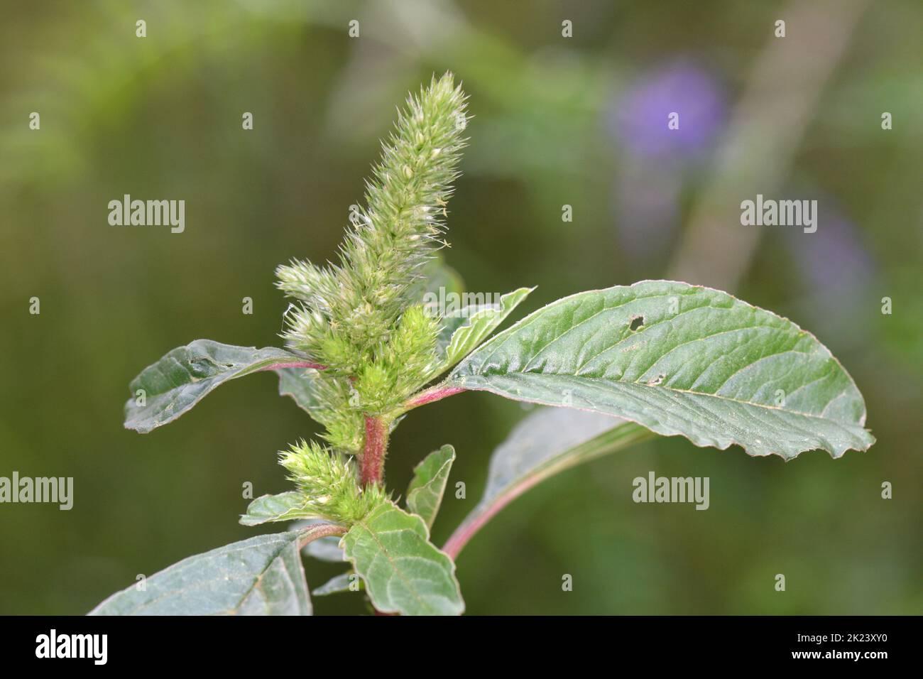 Common Amaranth - Amaranthus retroflexus Stock Photo - Alamy