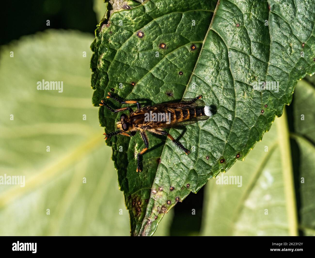 Shioya abu hi-res stock photography and images - Alamy