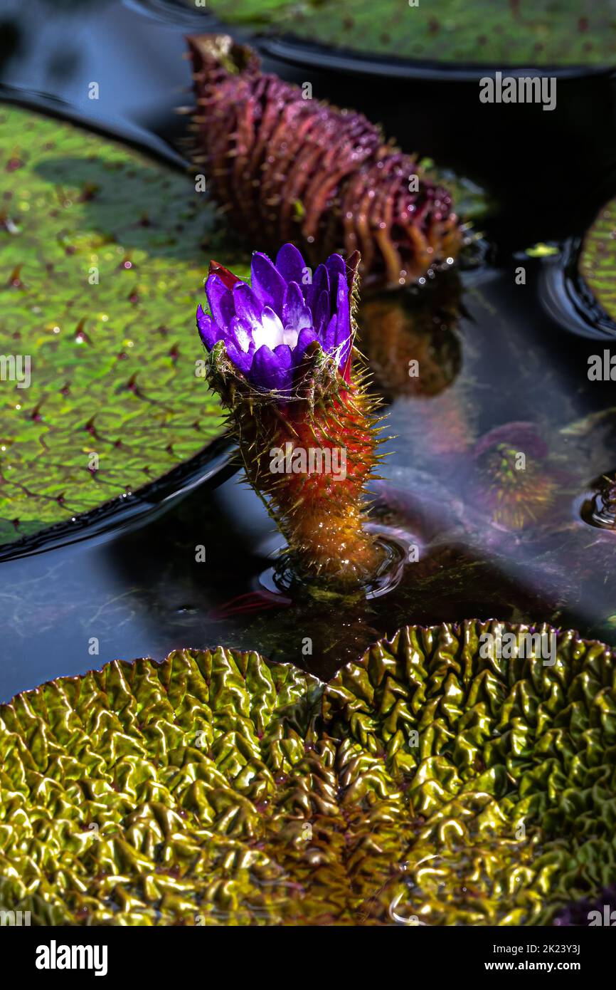 Flower of Prickly Waterlily or Gorgon Plant (Euryale ferox Stock Photo - Alamy