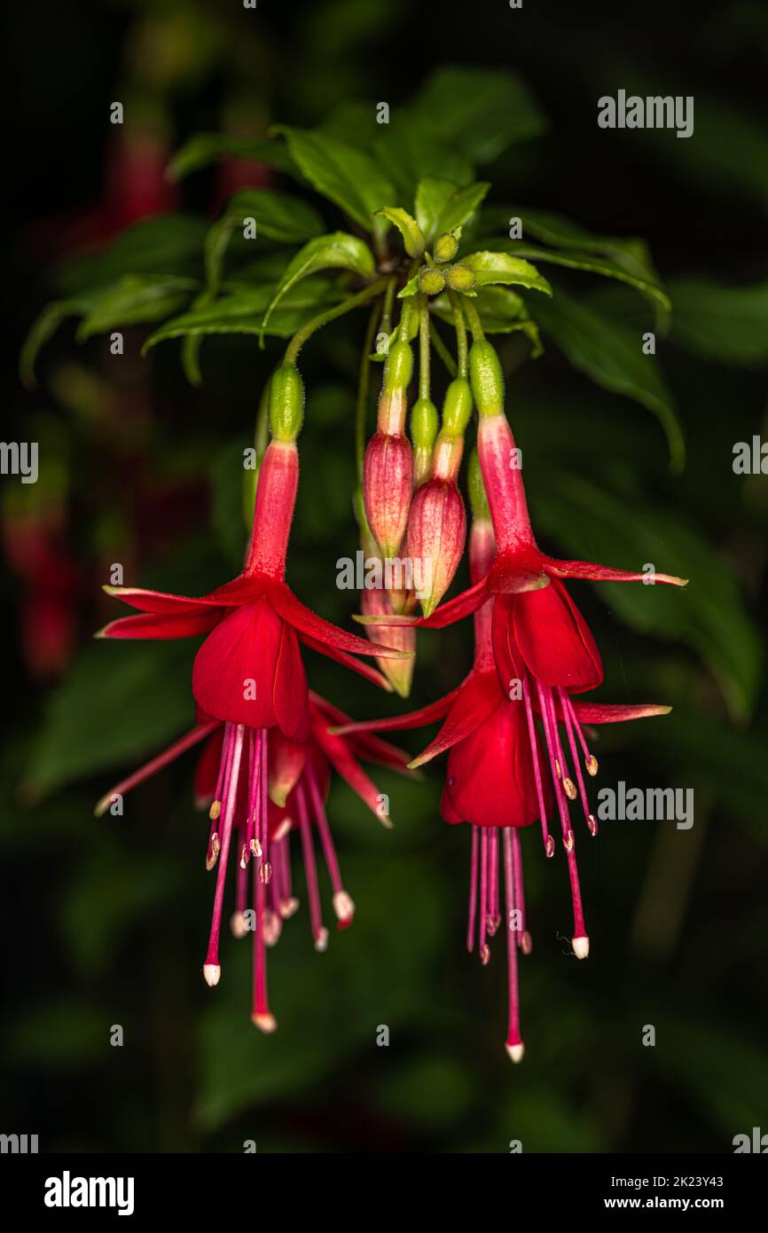 Flowers of a Fuchsia Plant (Fuchsia coccinea Stock Photo - Alamy