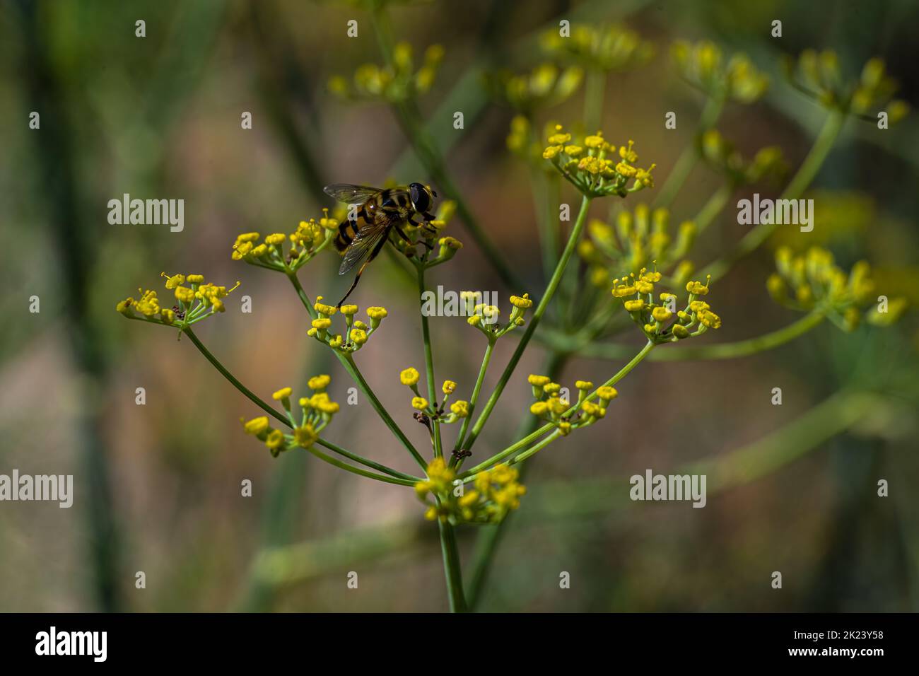 Fennel sprig hi-res stock photography and images - Alamy