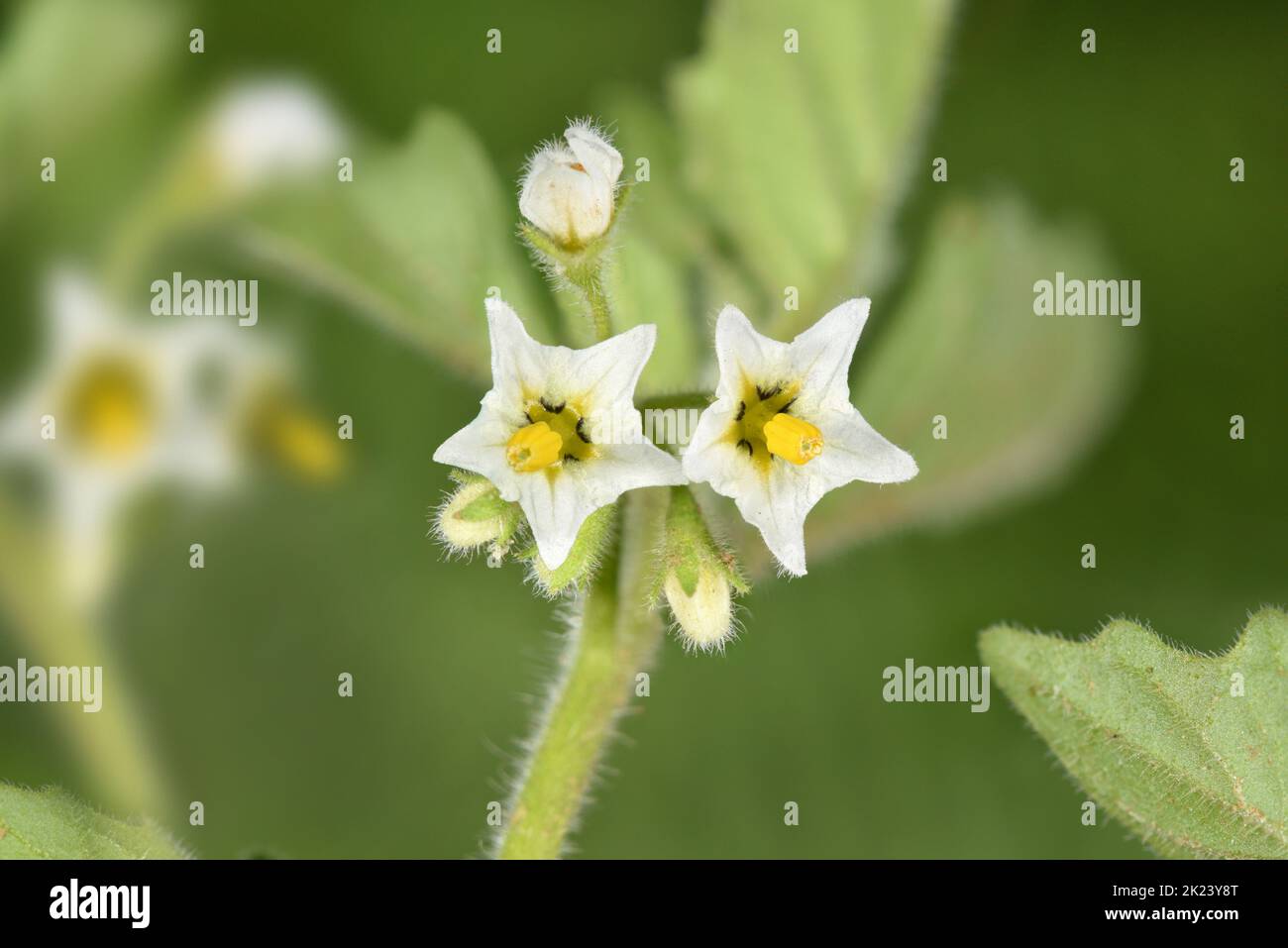 Green Nightshade - Solanum nitidibaccatum Stock Photo - Alamy