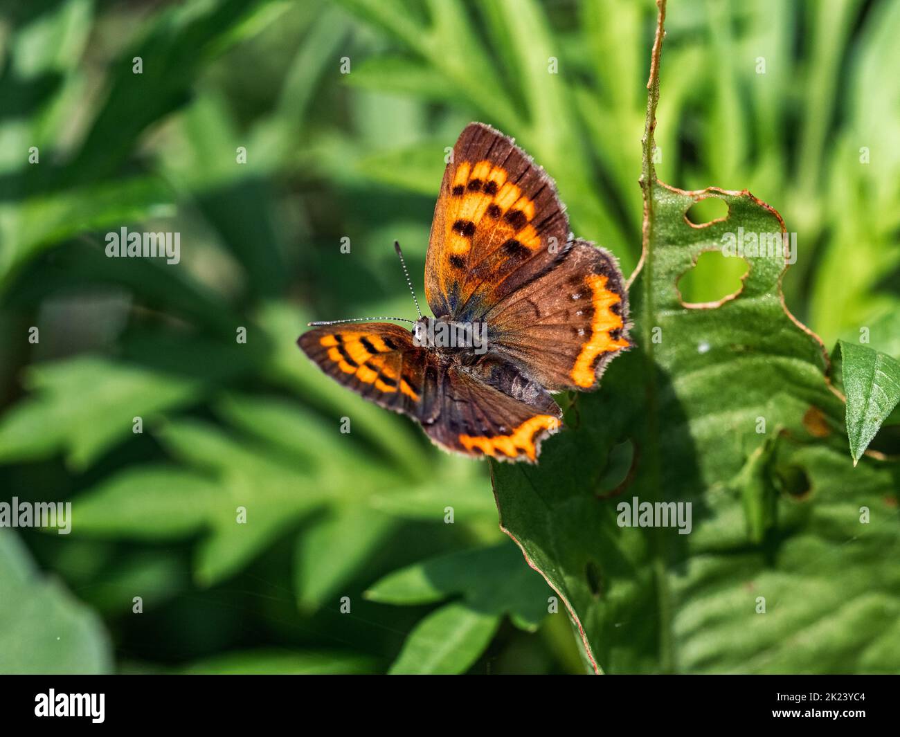 Japanese Copper butterfly, Lycaena phlaeas daimio, resting on bush leaves along a walking path ...