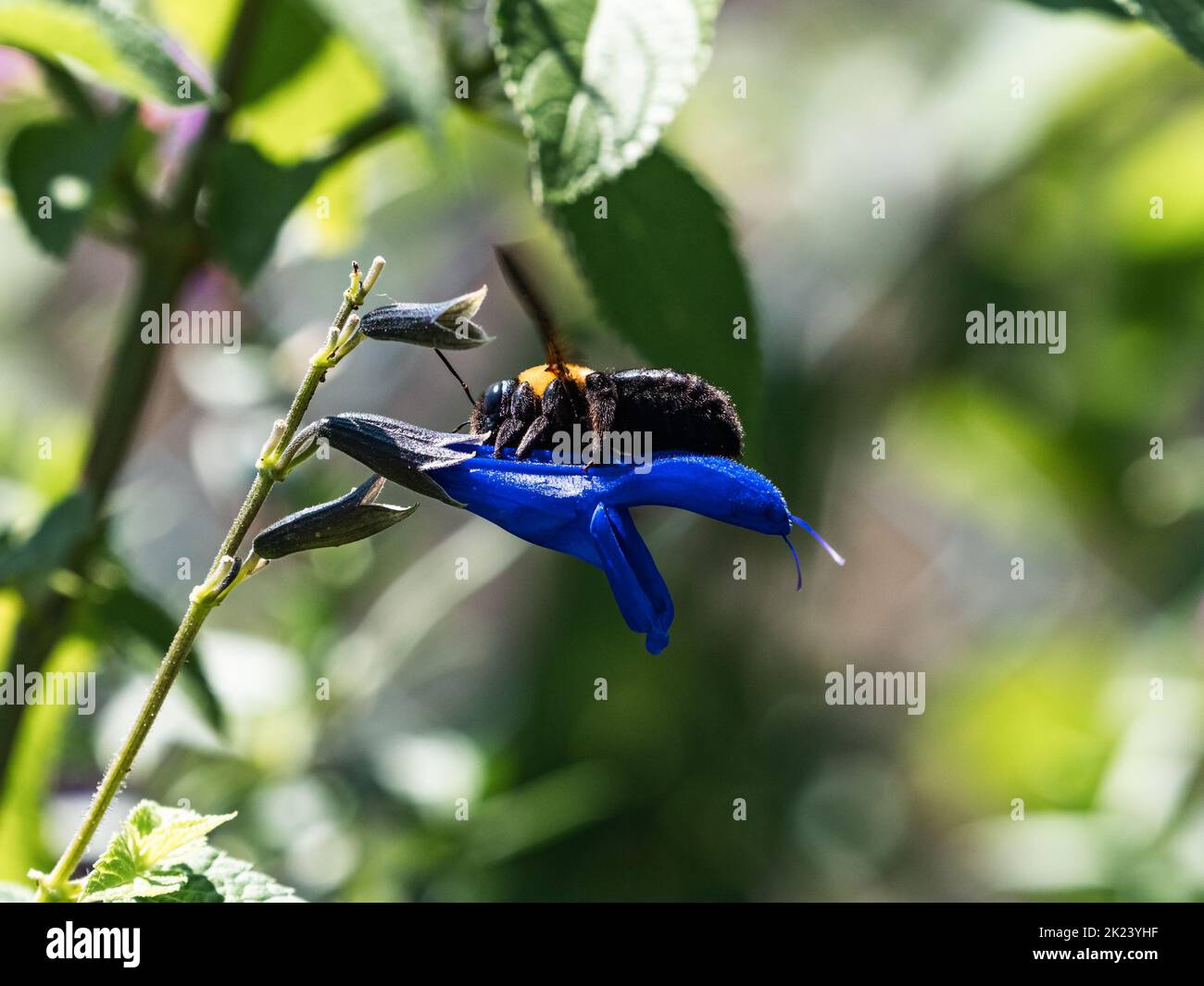 Japanese carpenter bee, xylocopa appendiculata, feeds from blue Anise ...