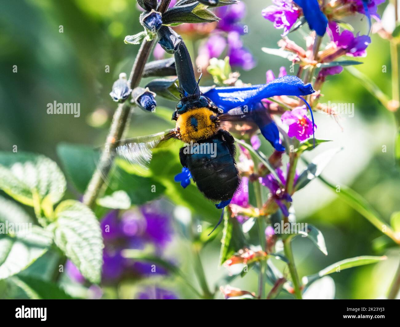 Japanese carpenter bee, xylocopa appendiculata, feeds from blue Anise ...
