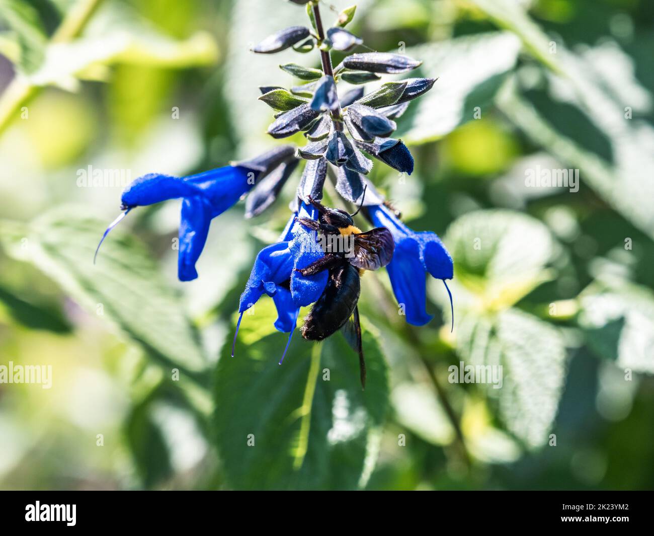 Japanese carpenter bee, xylocopa appendiculata, feeds from blue Anise ...