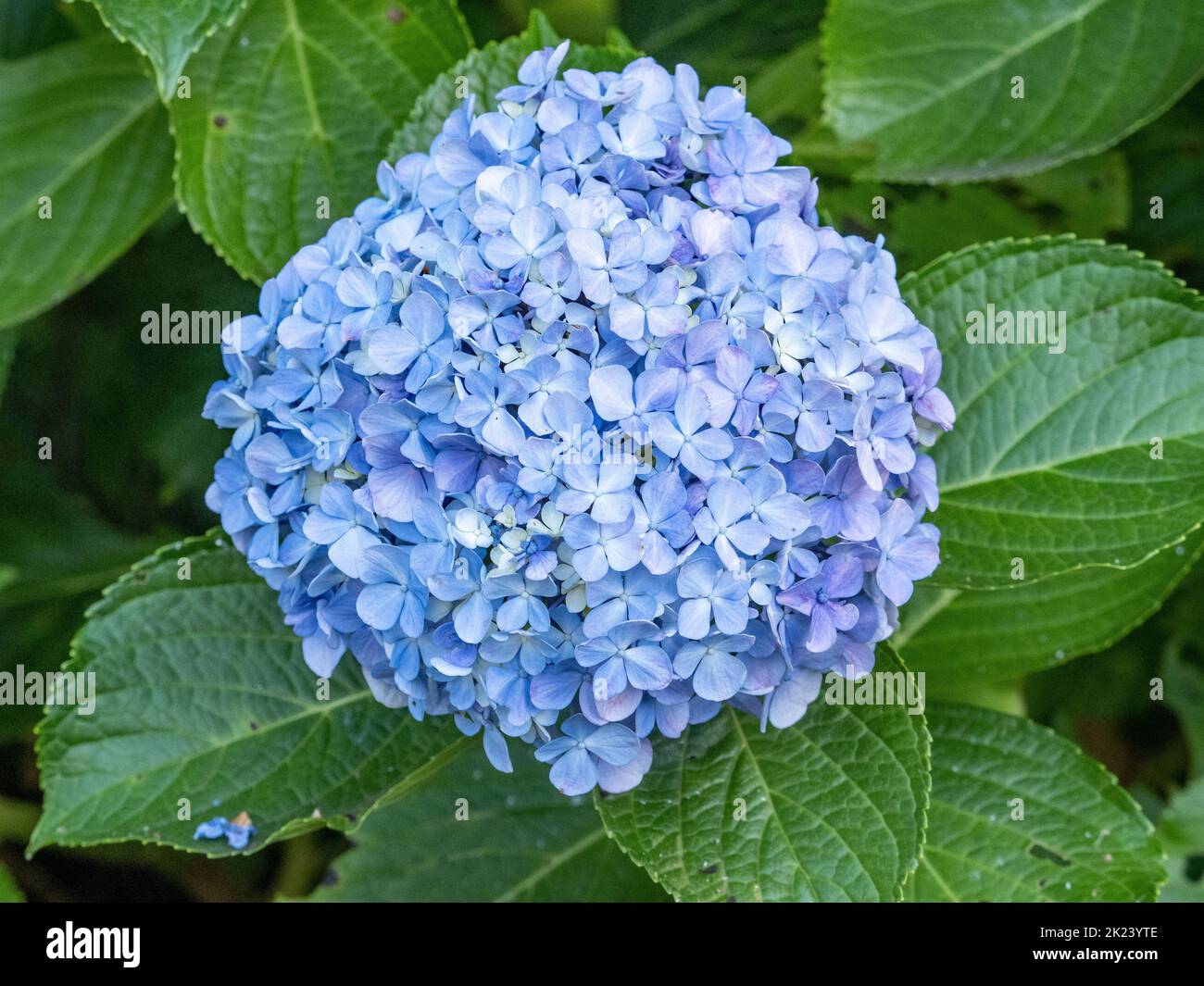 A cluster of blue hydrangea flowers bloom in a Japanese flower park ...