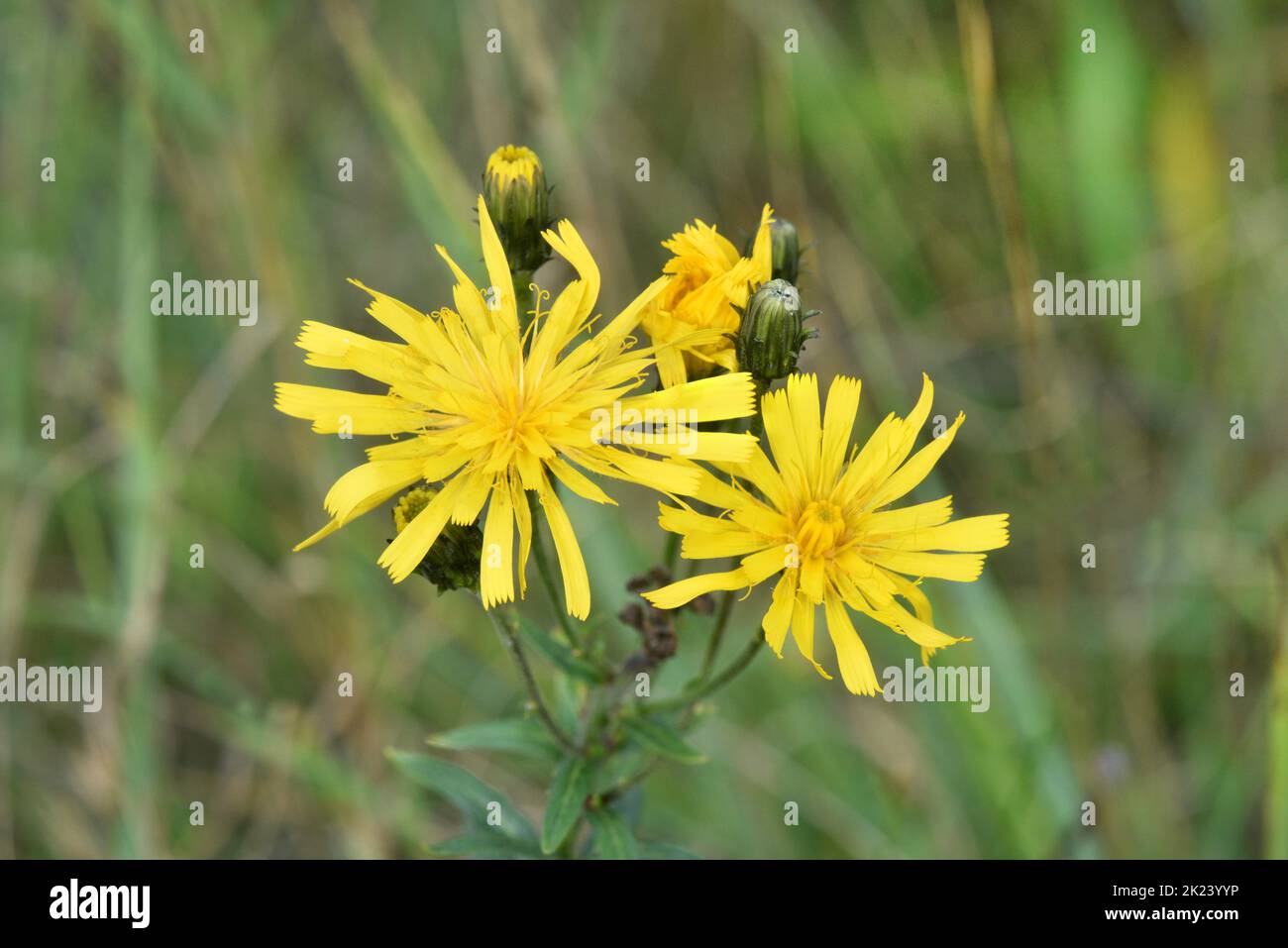 Umbellate Hawkweed - Hieracium umbellatum Stock Photo - Alamy