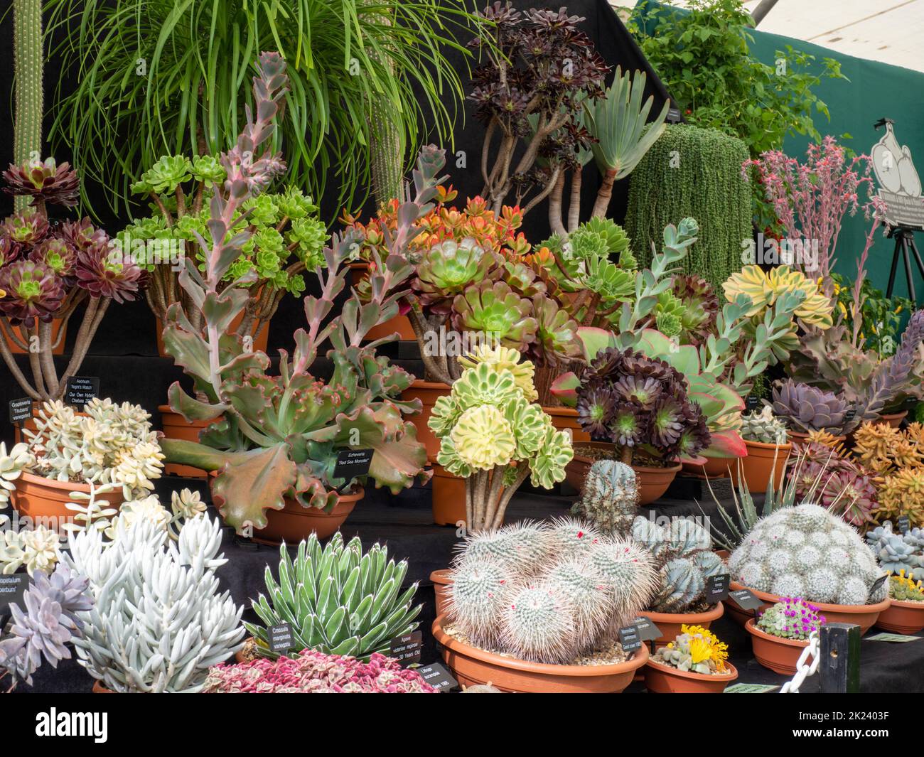Malvern, UK, 22nd September 2022. Award winning Cactus and Succulent ...