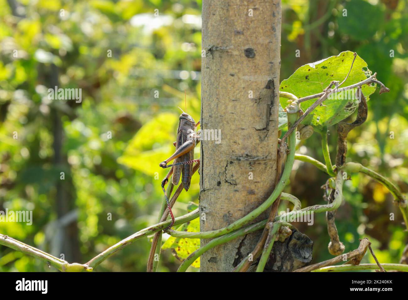 Brown grasshopper sitting on tree branch. Macro insect on a green ...