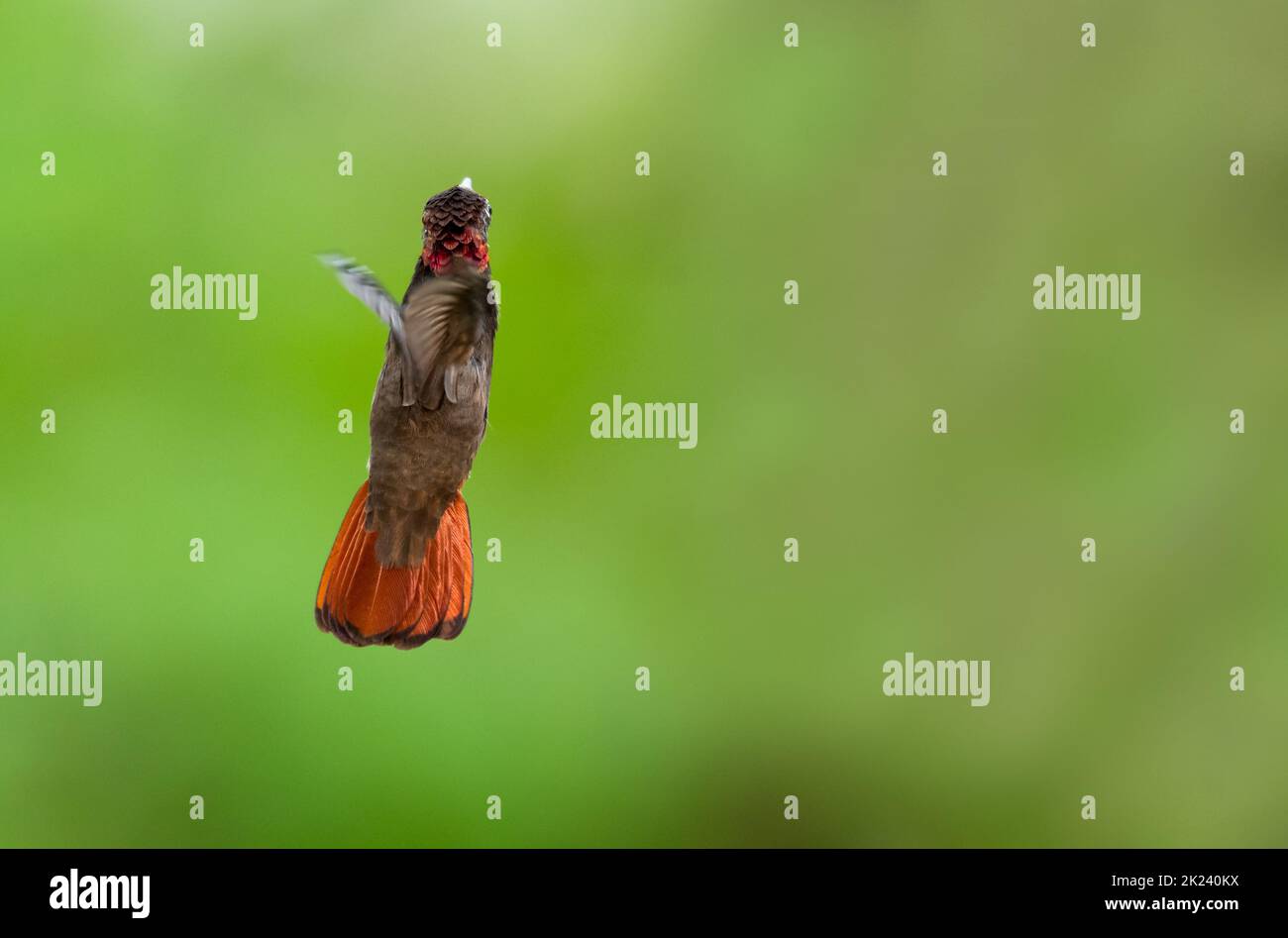 Tropical Ruby Topaz hummingbird flying away from the camera Stock Photo ...