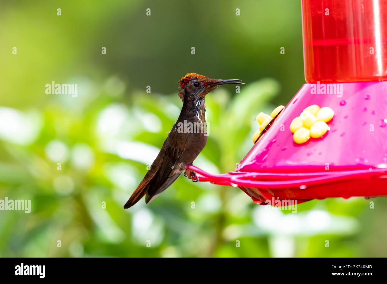 Molting and disheveled looking Ruby Topaz hummingbird sitting on a bird ...