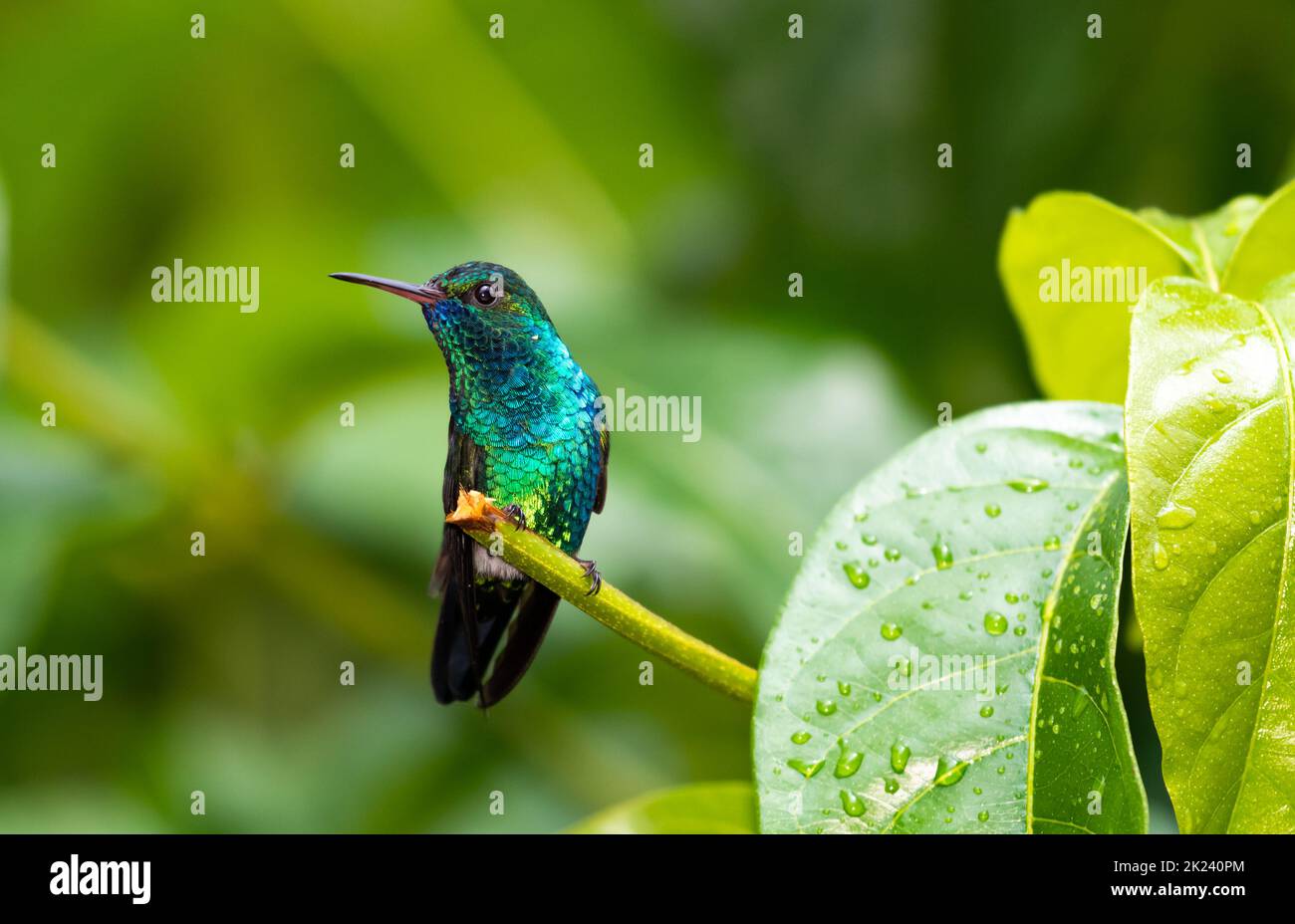 Beautiful iridescent Blue-chinned Sapphire hummingbird perched in the ...