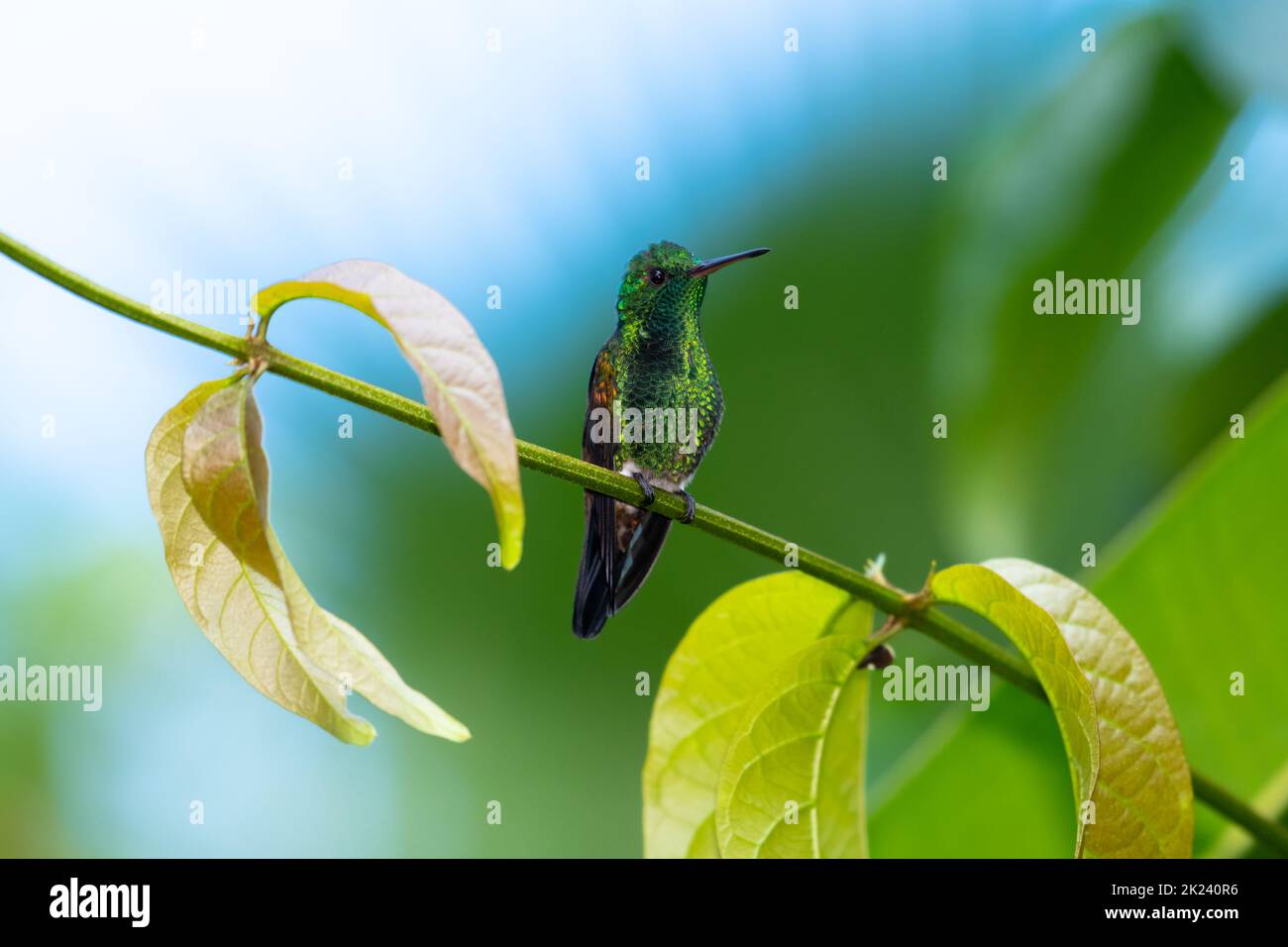 Cute glittering hummingbird, Copper-rumped hummingbird, perched in a ...
