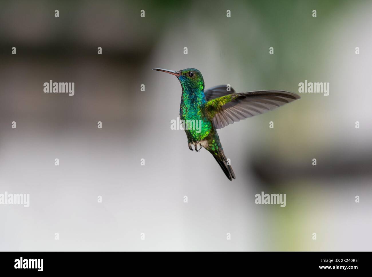 Iridescent blue and green hummingbird, Blue-chinned Sapphire in flight ...