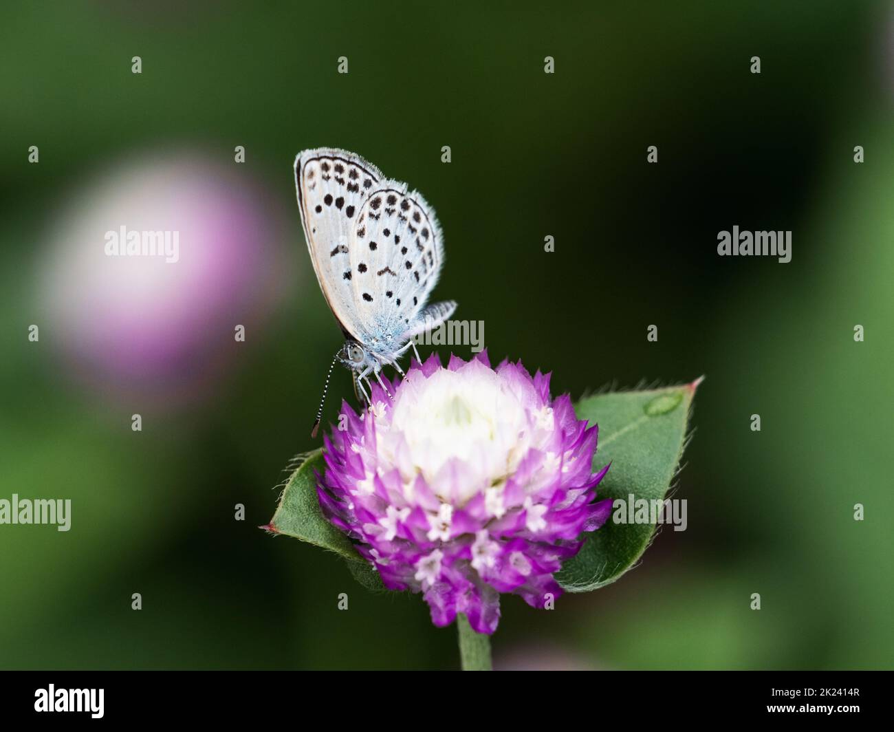 A pale grass blue butterfly, Pseudozizeeria maha, drinking nectar from ...