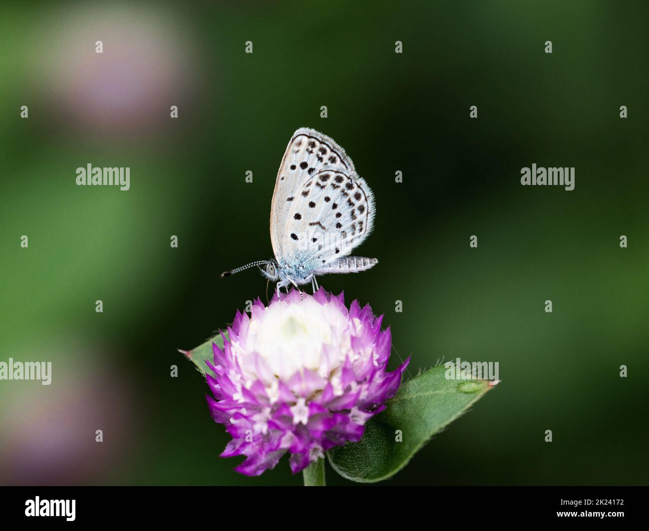 A pale grass blue butterfly, Pseudozizeeria maha, drinking nectar from ...