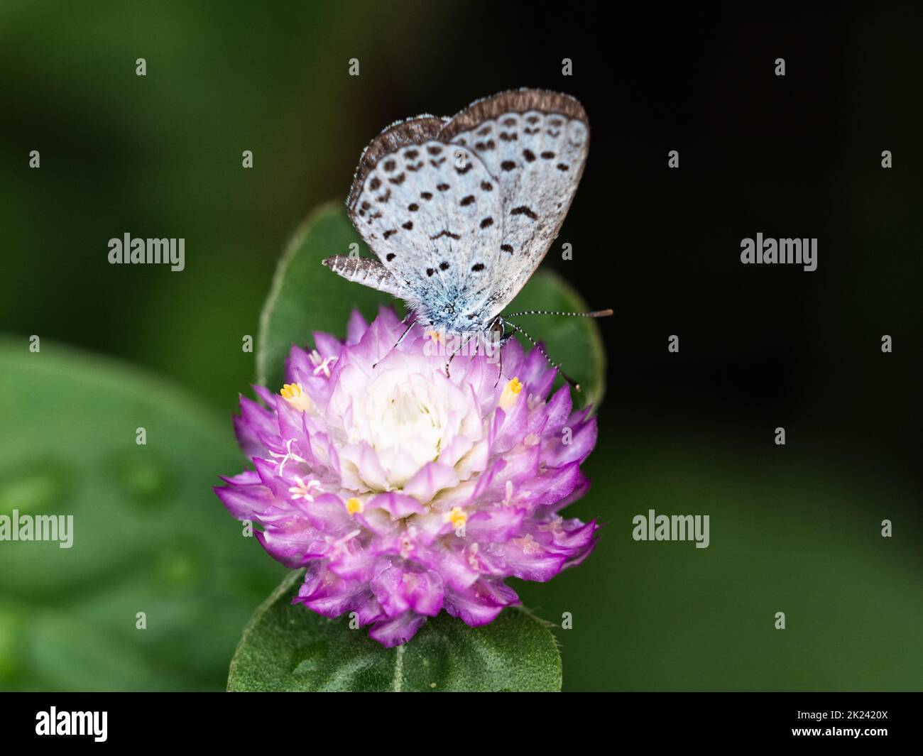 A pale grass blue butterfly, Pseudozizeeria maha, drinking nectar from ...