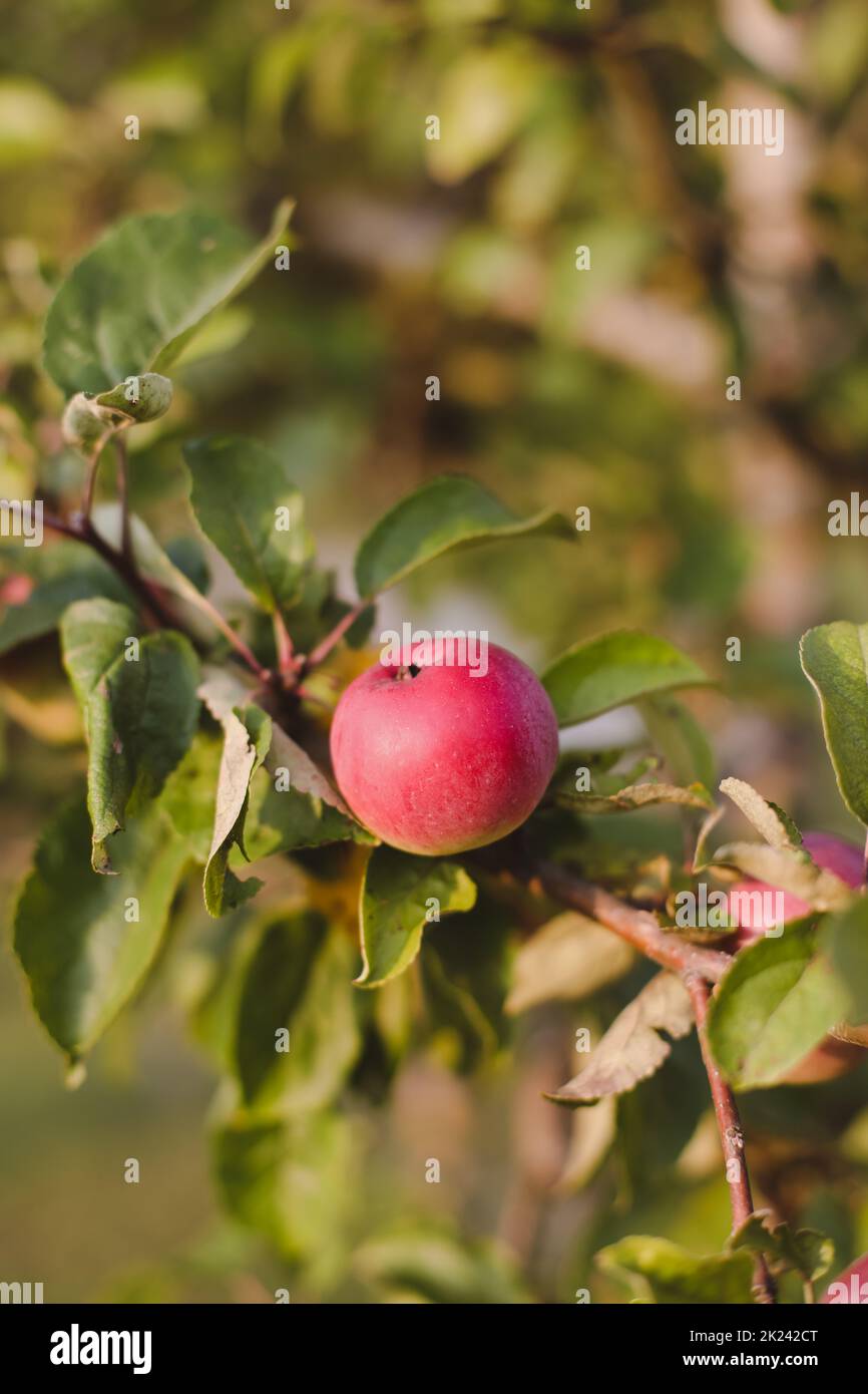 Organic apples. Fruit without chemical spraying. Autumn day. Rural ...