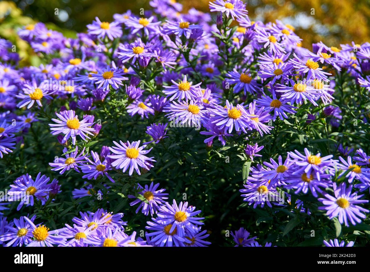 ‘october skies’ aster hi-res stock photography and images - Alamy