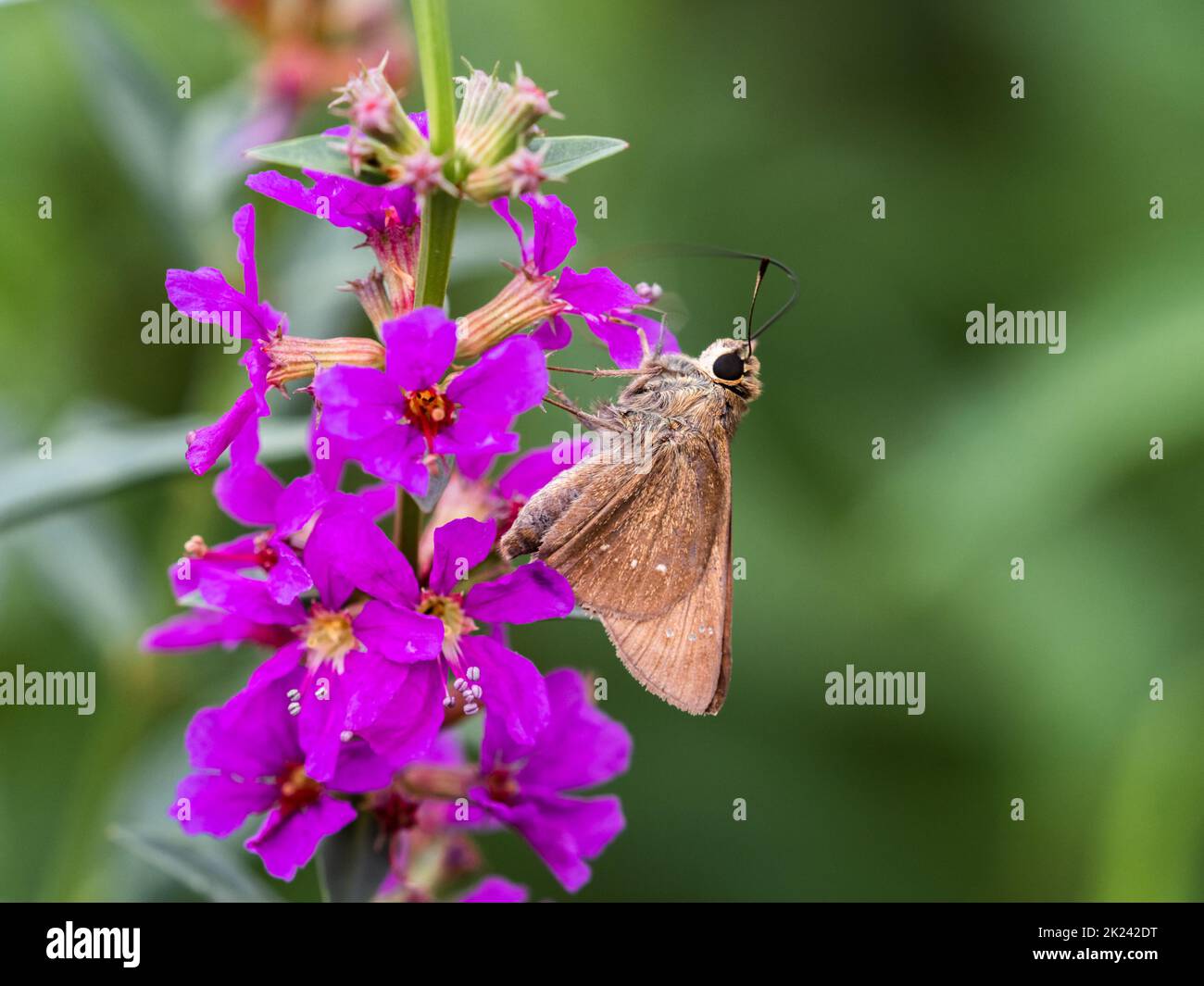 Swift butterfly on flowers hi-res stock photography and images - Alamy