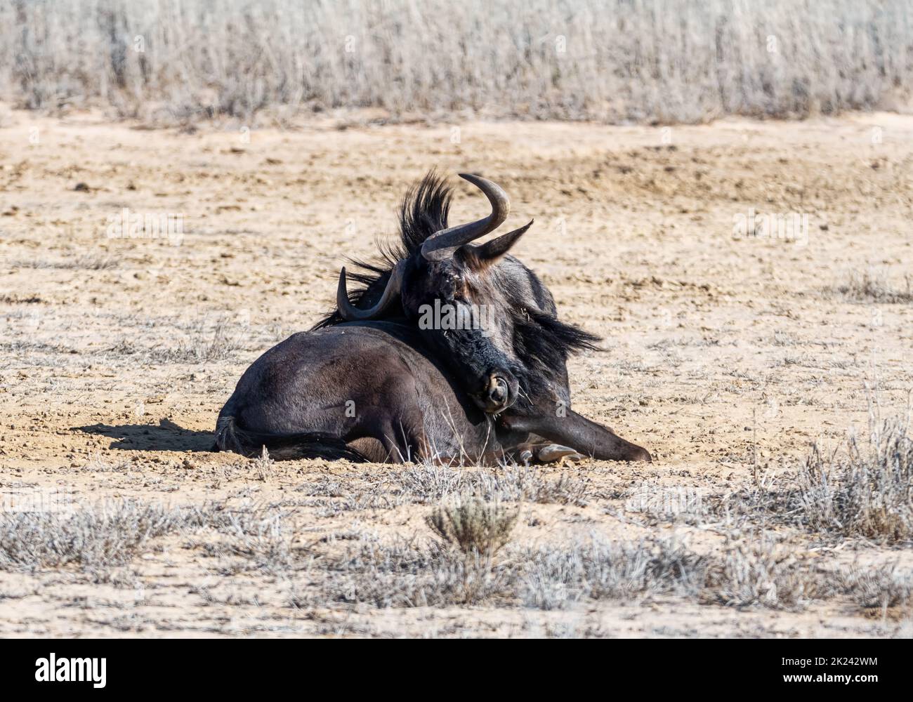 Blue Wildebeest antelope in Kalahari savannah Stock Photo - Alamy