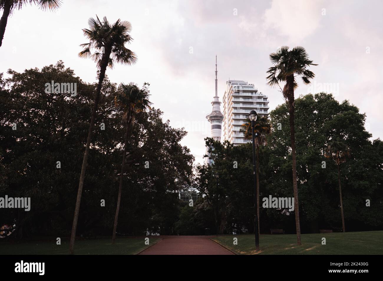 palm trees in a park in Auckland Stock Photo - Alamy