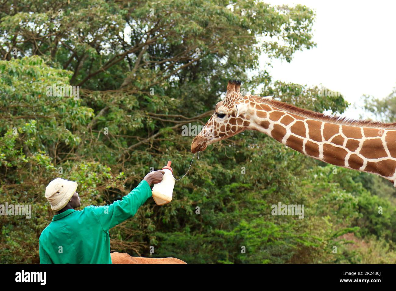 Baby giraffe man hi-res stock photography and images - Alamy