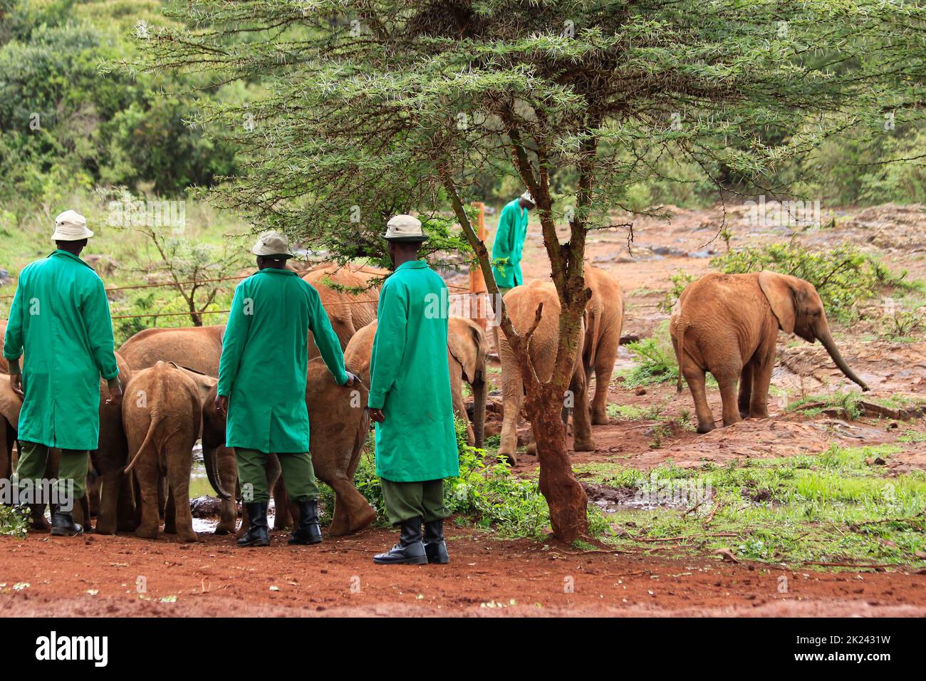 Elephant orphanage milk hi-res stock photography and images - Alamy