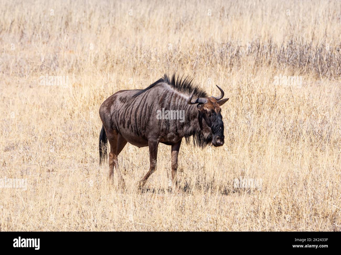 Blue Wildebeest antelope in Kalahari savannah Stock Photo - Alamy