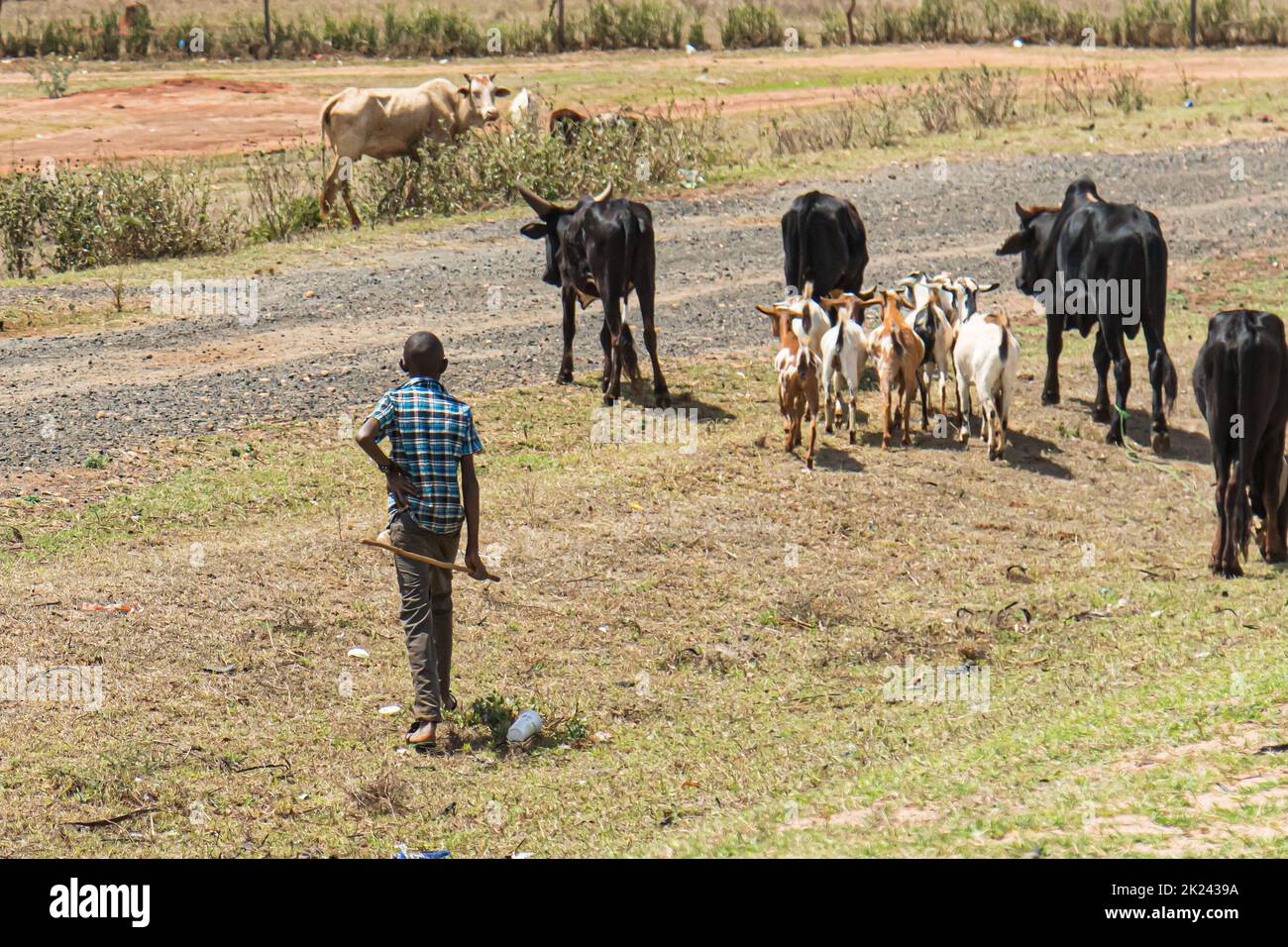 Kenya, countryside - October 28, 2017: local shepherds of cows in the ...
