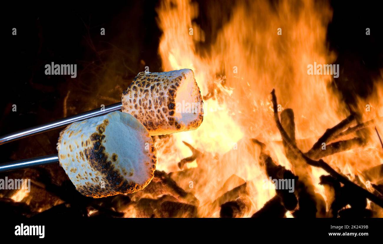 Two marshmallows being roasted to make smores over a campfire Stock ...