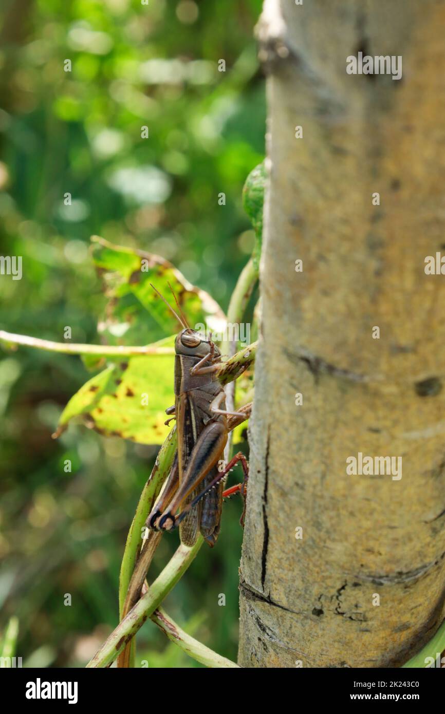 Brown grasshopper sitting on tree branch. Macro insect on a green ...
